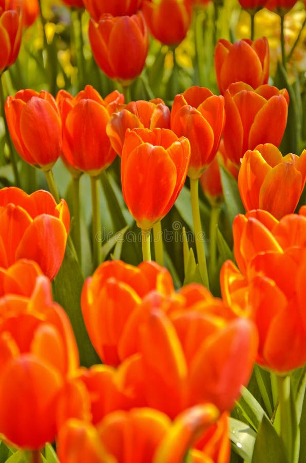 Tulips stock image. Image of cloud, ocean, landmark, kohlarn - 57955395