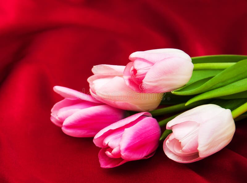 Tulips on a red silk stock photo. Image of love, anniversary - 52705092