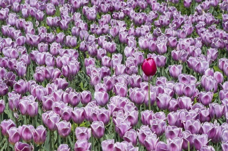 Tulips stock image. Image of petal, flower, crocus, garden - 40934583