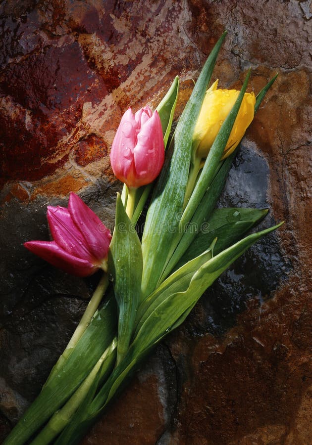 Tulips and rock stock photo. Image of floral, flowers - 1797528