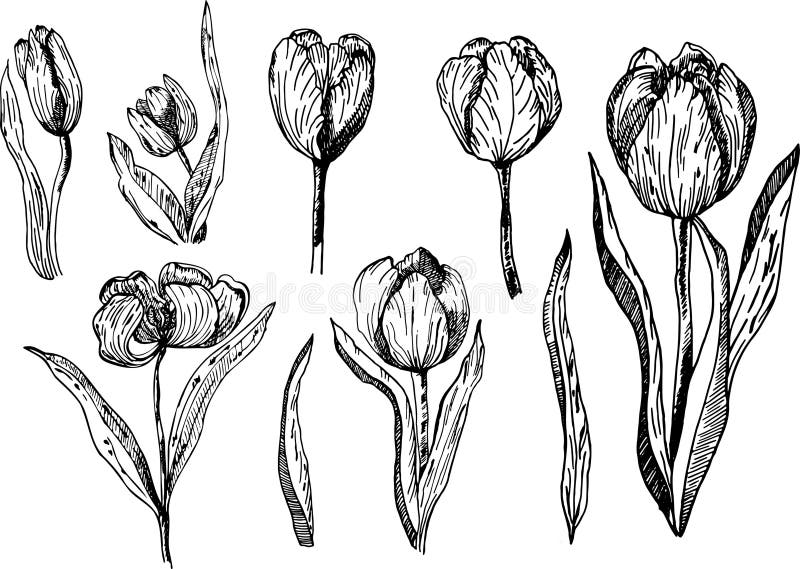The Tulips Set is a Drawing Highlighted on a White Background. a Hand ...