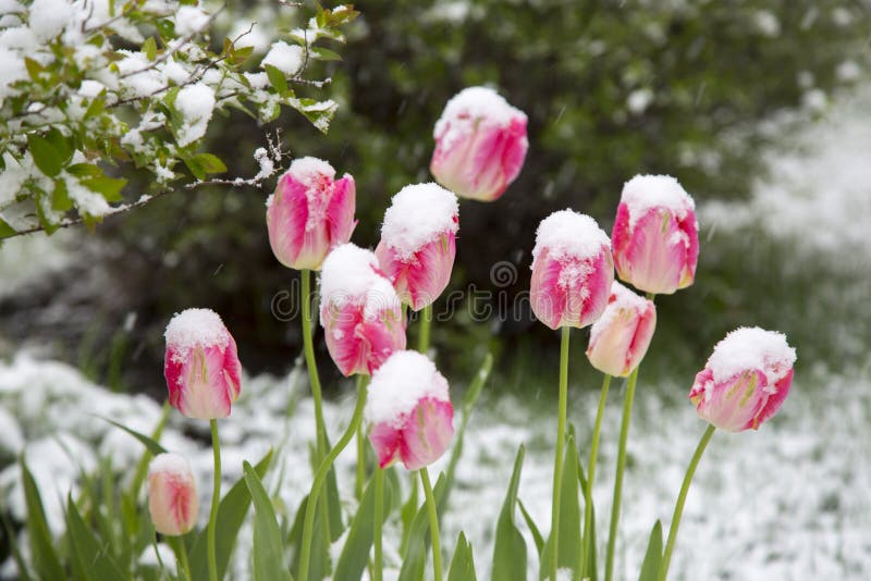 Tulips in a snow stock image. Image of bouquet, floral - 2245795