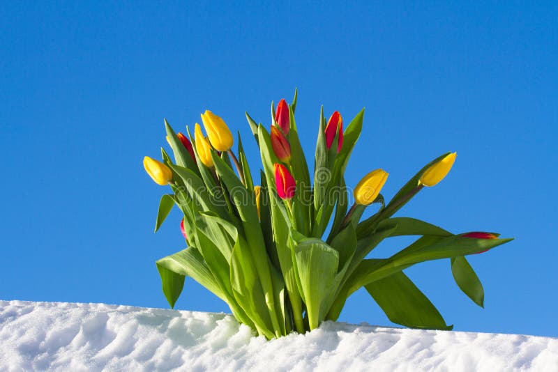 Tulips in the snow stock photo. Image of fresh, frost - 62424336