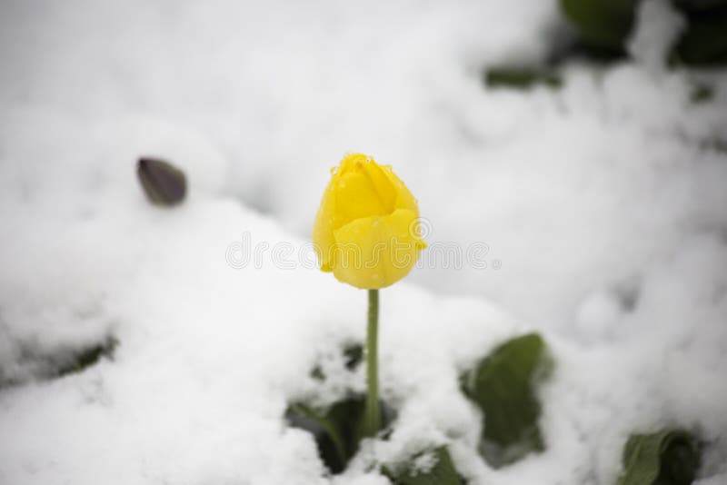 Tulips in snow stock image. Image of flowers, white, snow - 80174045
