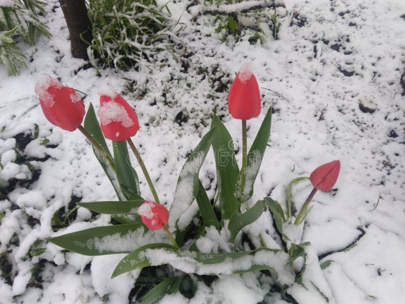 Tulips in the snow stock image. Image of tree, bright - 136190733