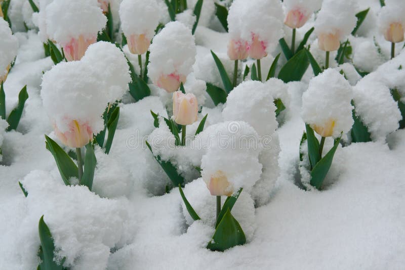 Tulips are in the snow stock photo. Image of pink, yellow - 39317872