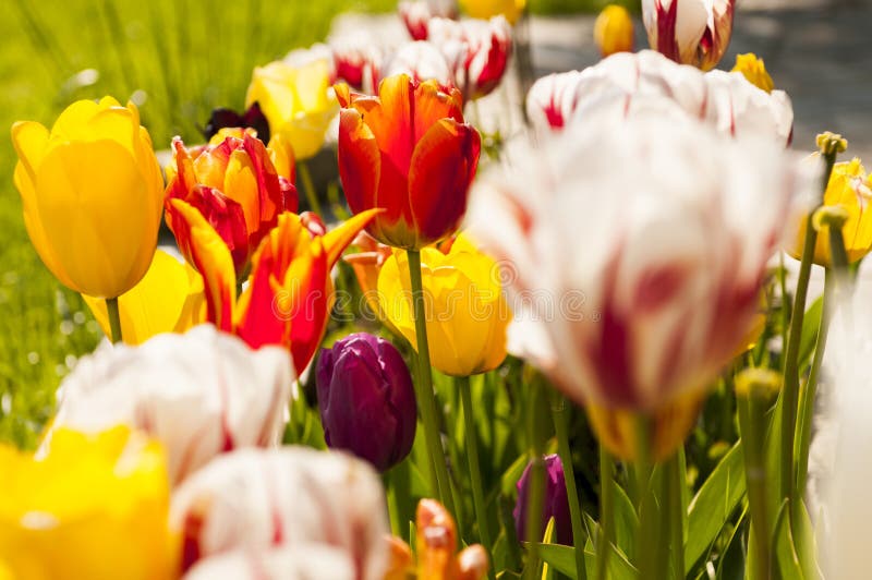 Tulips stock photo. Image of fresh, colorful, blooming - 47752444
