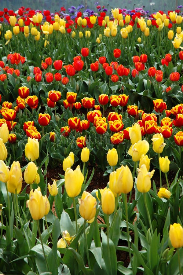 Spring Tulips stock photo. Image of yellow, horizontal - 2104412