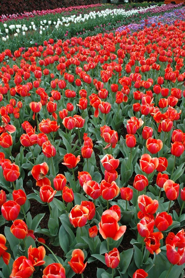 Tulips in Spring stock photo. Image of flora, garden, tulips - 3519542