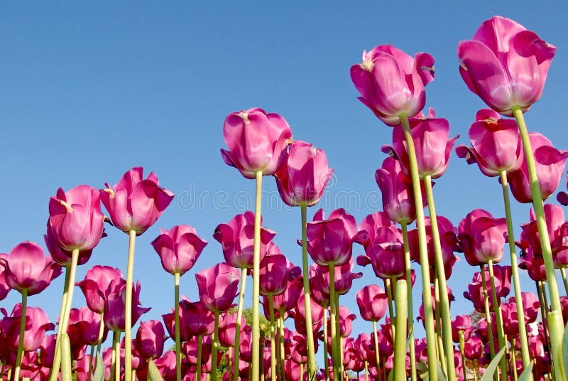 Tulips of Spring stock photo. Image of blossom, pink, beauty - 9315322