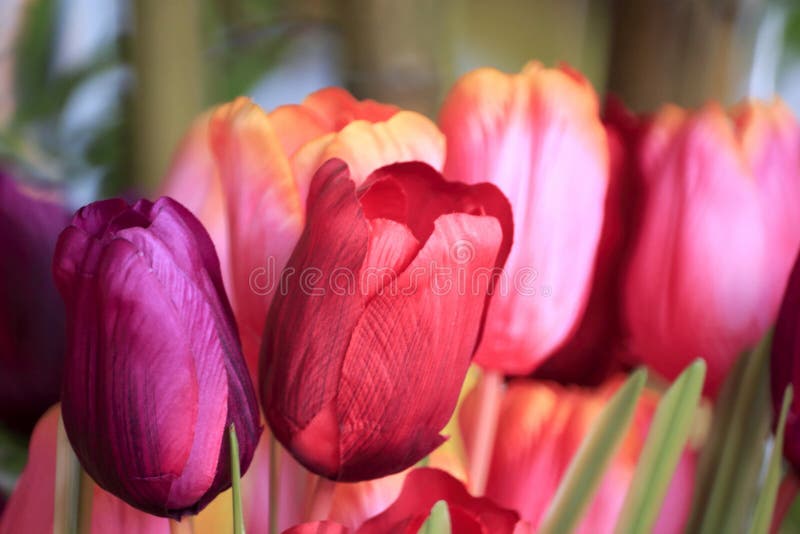 Tulips in spring stock image. Image of sunny, park, pink - 30884317