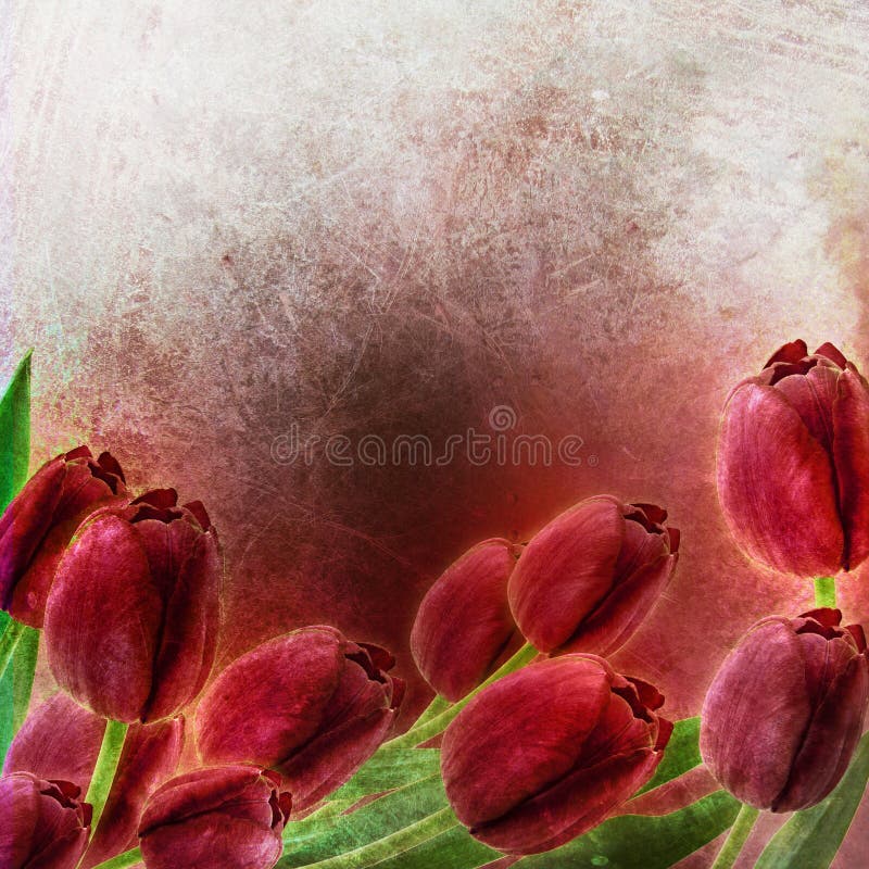 Tulips Spring Border Design Stock Photo - Image of border, bunch: 23636686