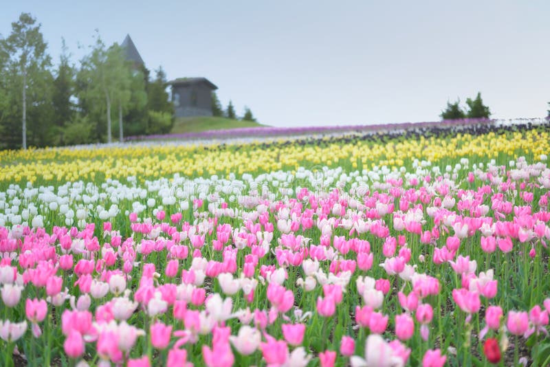 Tulips in spring stock image. Image of nature, garden - 57316777