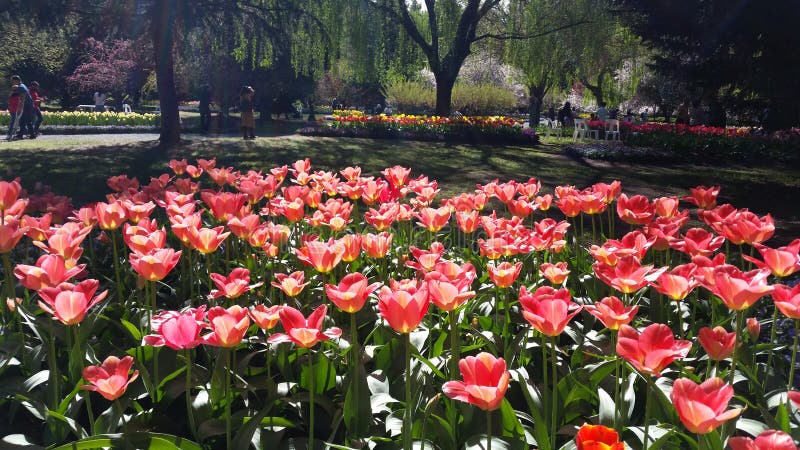 Tulips on a spring day stock image. Image of spring - 104643037