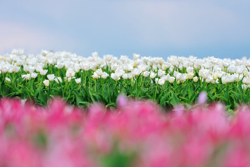 Tulips in spring field stock photo. Image of meadow, beautiful - 71138266