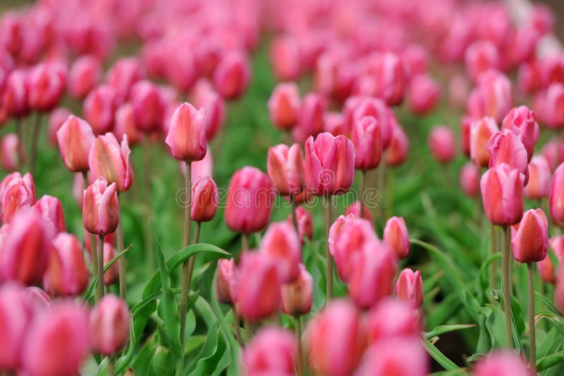 Tulips in spring field stock photo. Image of meadow, flora - 71138810