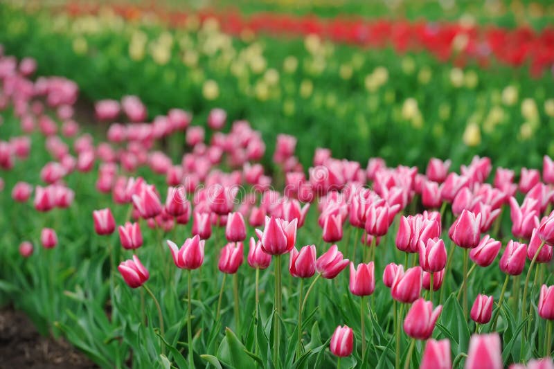 Tulips in spring field stock image. Image of bouquet - 71140445