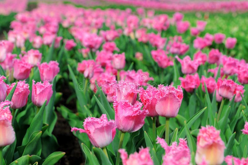 Tulips in spring field stock photo. Image of freshness - 75428766