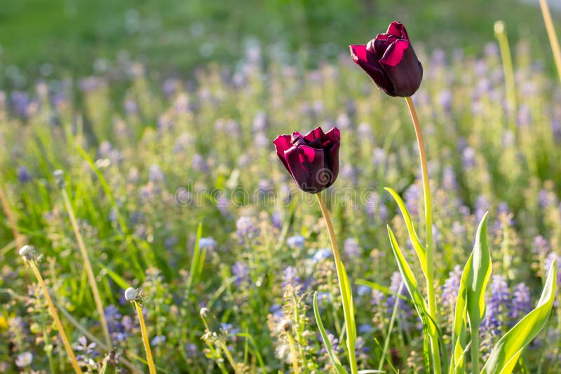 Tulips and spring flowers stock photo. Image of tulips - 70321246