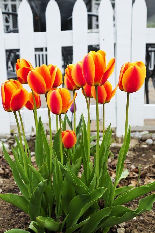 Tulips in spring garden stock image. Image of outdoor - 7845269