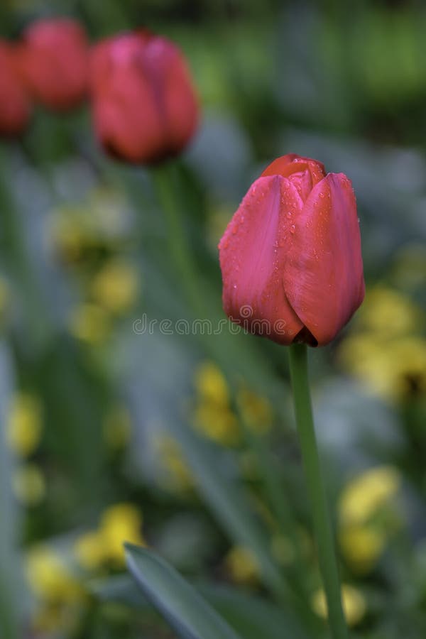 Tulips in Spring after the Rain Stock Image - Image of closeup ...