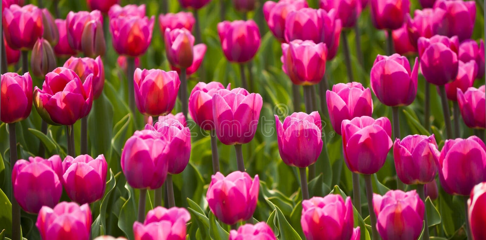 Red Tulips in Spring in the Garden Stock Photo - Image of blossom ...