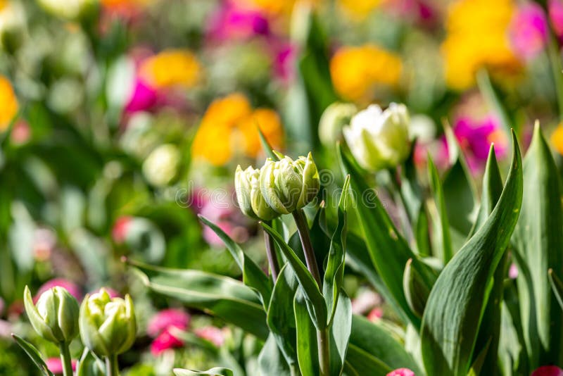 Tulips in the Spring Sunshine with a Shallow Depth of Field Stock Photo ...