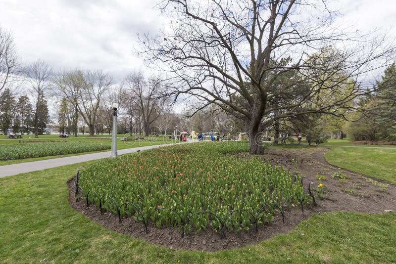 Tulips in the spring time stock photo. Image of park - 71084768