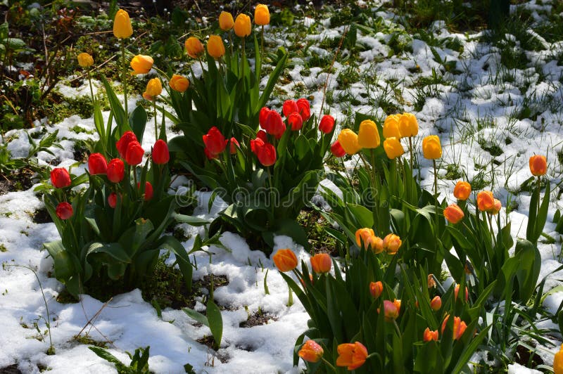 Tulips in the Spring Under the Snow Stock Image - Image of flower ...