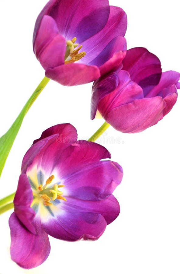 Forest path in springtime stock image. Image of purple - 4002157