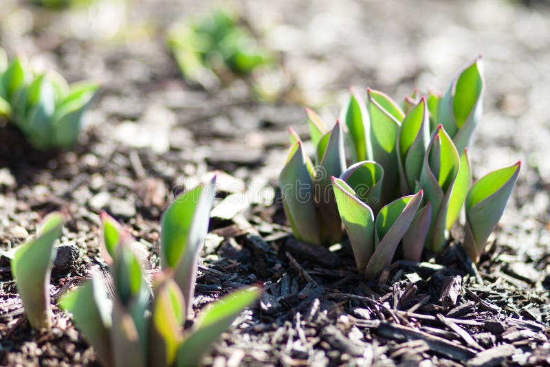 Tulips Sprouting from the Ground Stock Photo - Image of hope, fresh ...