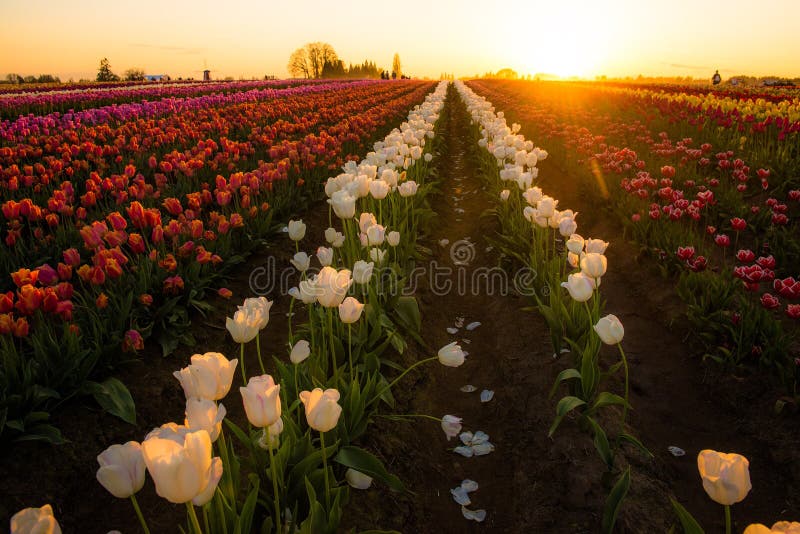 Tulips at sunrise stock photo. Image of morning, reflection - 102905092