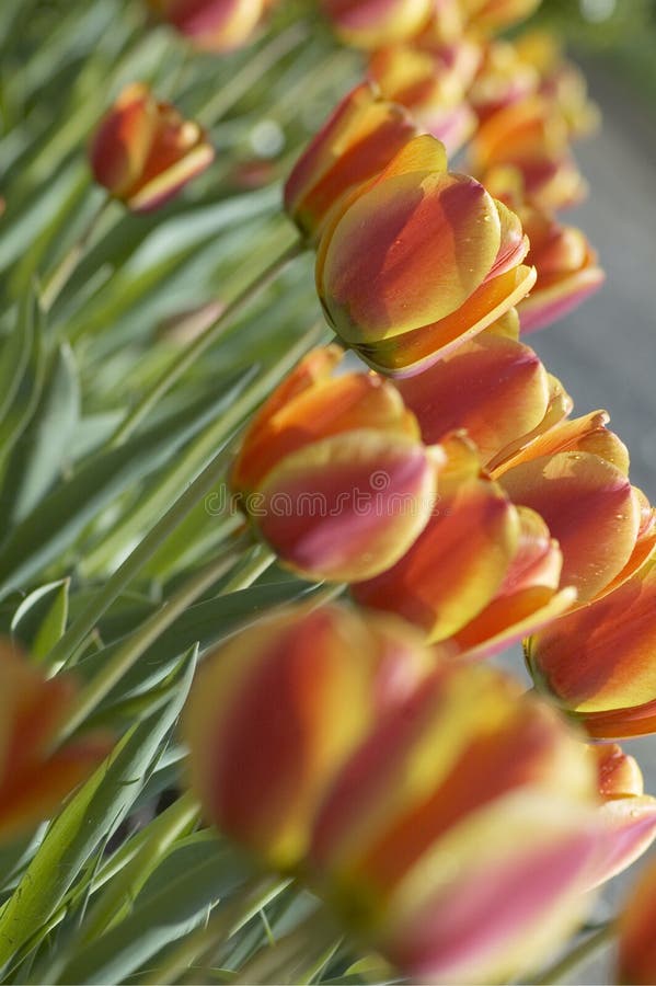 Tulips at sunset stock photo. Image of light, fields, field - 725744