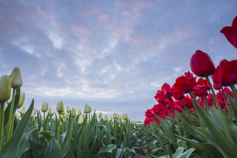 Tulips sunset stock photo. Image of traditional, tulip - 53404768