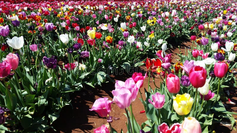Tulips from the Tesselaar Tulip Festival Stock Photo - Image of shrub ...
