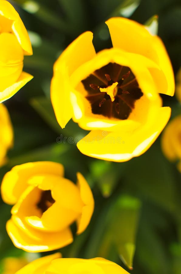 Tulips from Top View stock image. Image of beautiful - 102509405