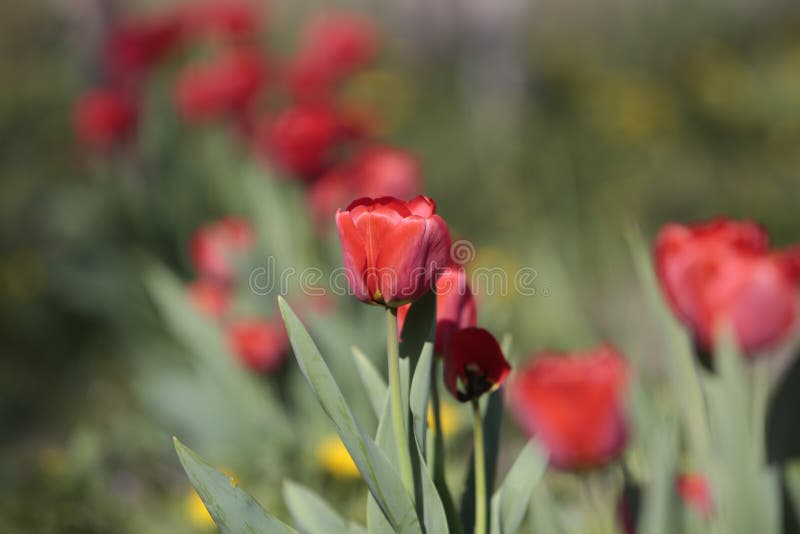 Tulips stock photo. Image of nature, tree, apple, blossoms - 220062138