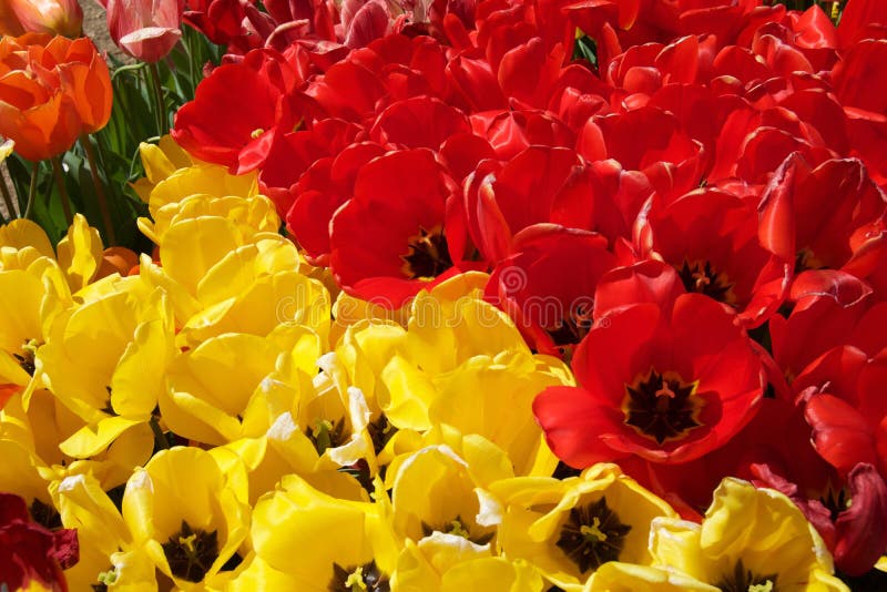 Tulips stock image. Image of yellow, festival, tulips - 71788461