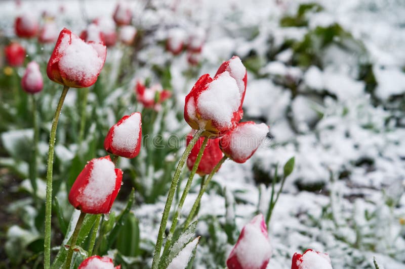 Tulips under the snow stock image. Image of covered, anomaly - 92189059