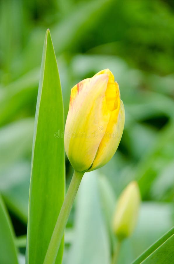 Tulips undisturbed flowers stock photo. Image of colorful - 115979708
