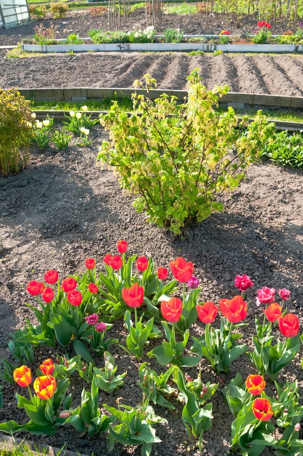 Tulips in a Vegetable Garden in Springtime Stock Image - Image of ...