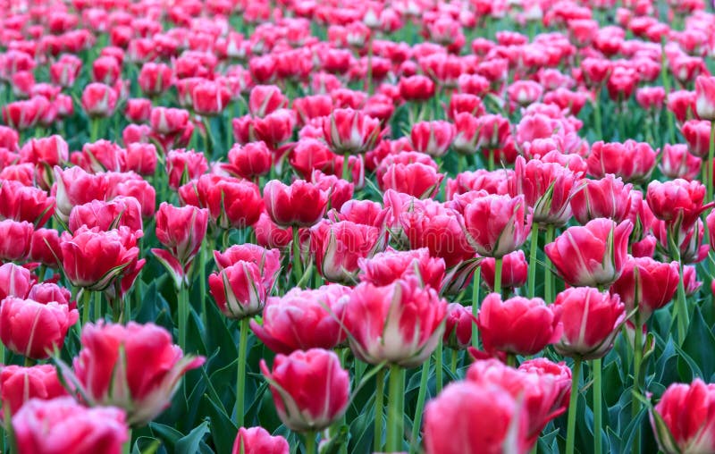 Tulips stock image. Image of beautiful, tulips, tenderness - 40774149