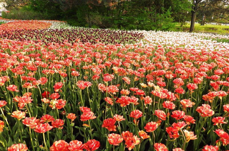 Tulips stock image. Image of beautiful, lawn, plants - 92660499