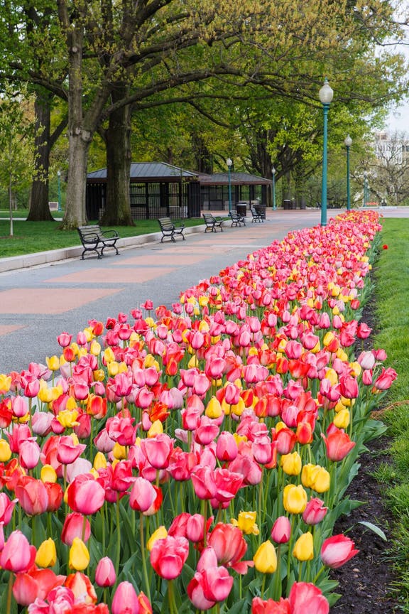 Tulips in Washington DC stock image. Image of nature - 54009789
