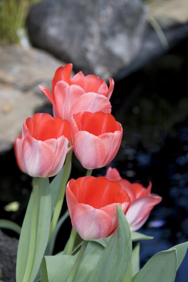 Royalty Free Stock Photos and Images