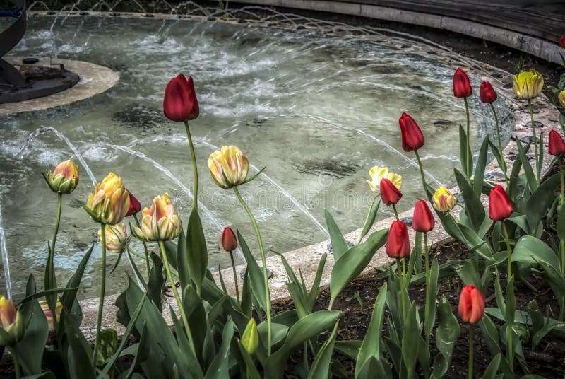 Tulips and Water stock image. Image of yellow, spring - 98249083