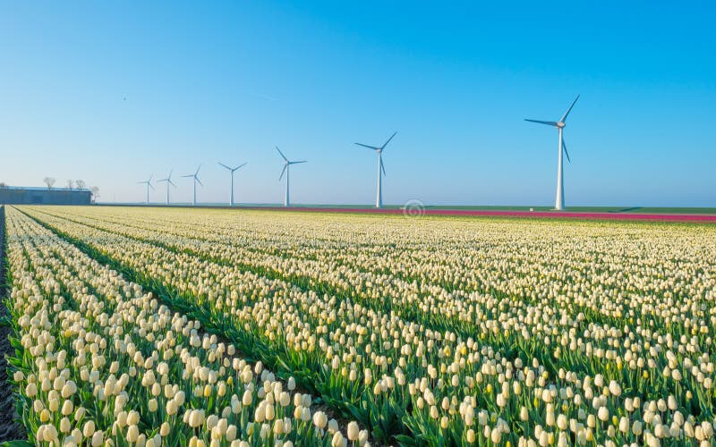 Tulips and Wind Turbines in a Field Stock Image - Image of flevoland ...