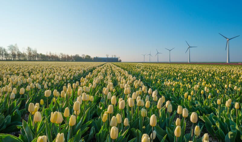 Tulips and Wind Turbines in a Field Stock Photo - Image of tulips, bulb ...