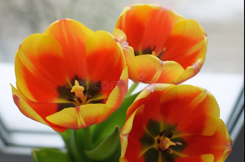 Tulips on the window stock image. Image of yellow, love - 236968445
