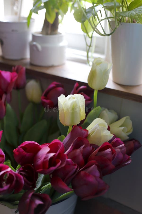 Tulips by the window stock photo. Image of sunny, tulips - 68193060